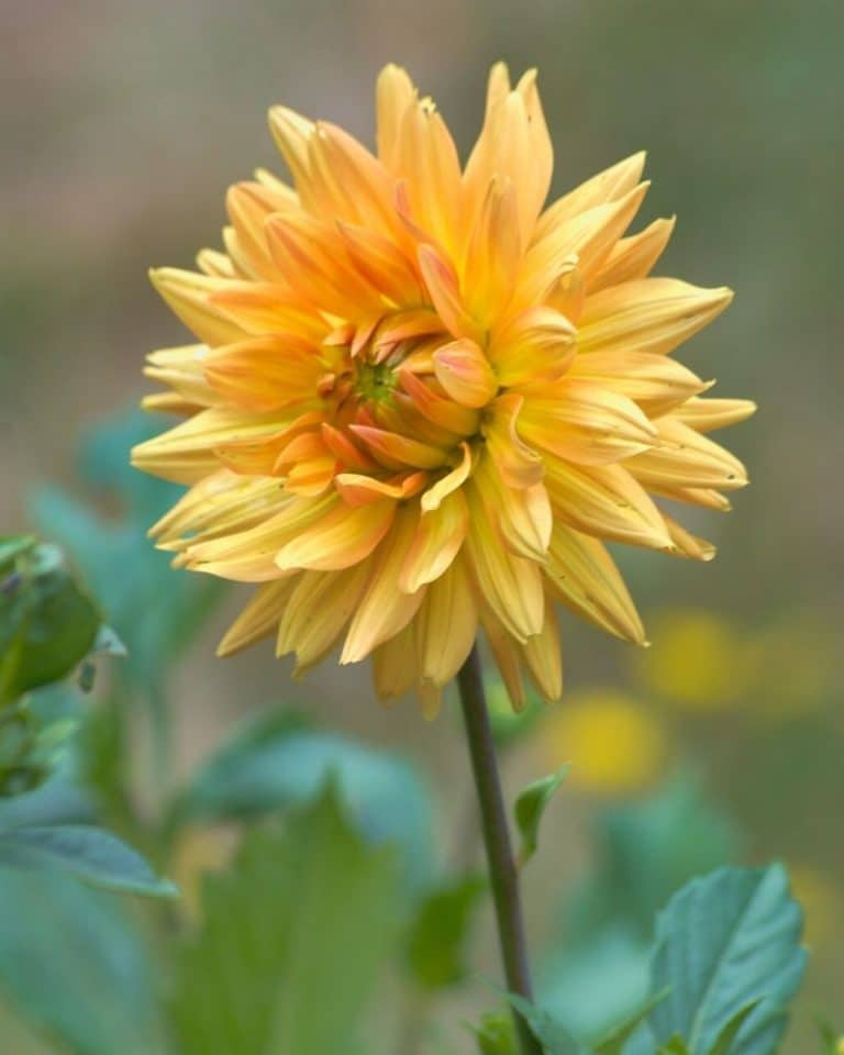 Dahlia Flowers: How To Plant, Grow and Care | Florgeous