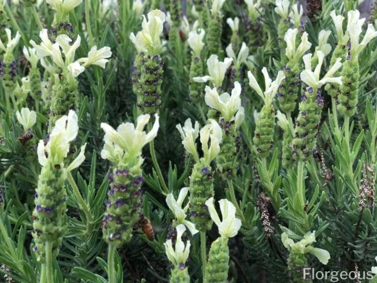 7 Types of Lavender Plants and 25 Varieties You Can Grow | Florgeous