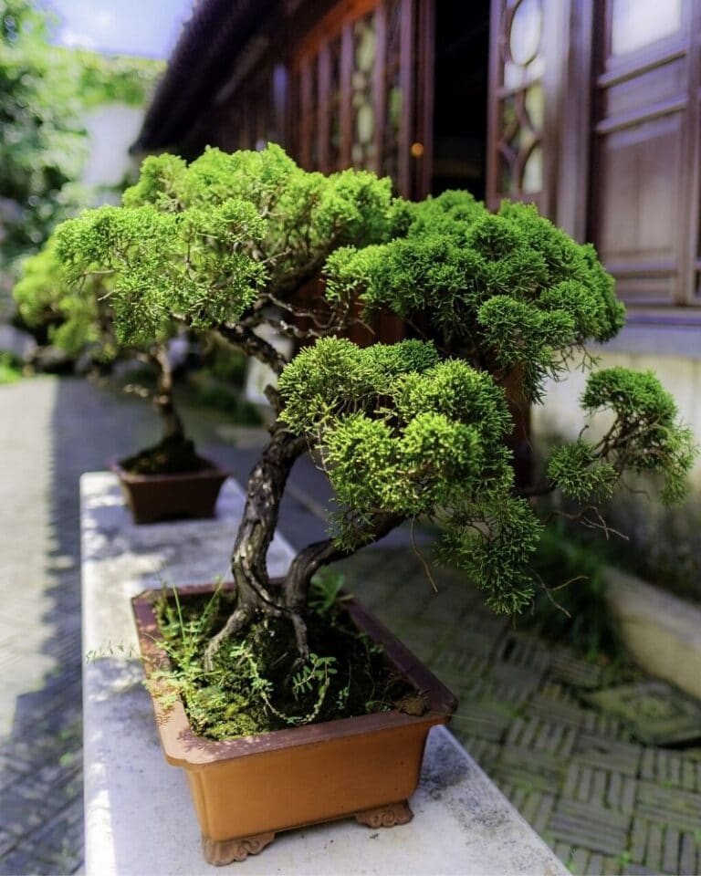 How To Grow and Care for Bonsai Trees: A Beginner's Guide | Florgeous