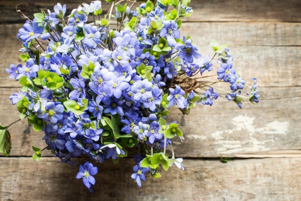 Forget Me Not Flower Meaning And Symbolism Of Different Colors Florgeous