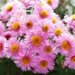 Fascinating Meaning and Symbolism of Hyacinth Flower | Florgeous