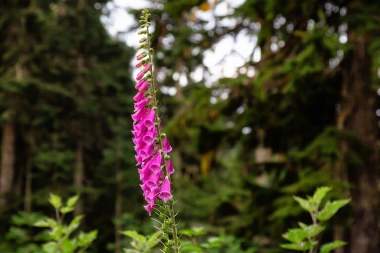 Foxglove Flower Meaning and Unique Symbolism | Florgeous