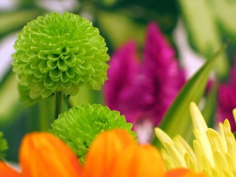 Top 21 Green Flowers That Look Absolutely Amazing | Florgeous