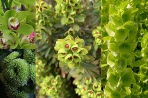 Top 21 Green Flowers That Look Absolutely Amazing | Florgeous