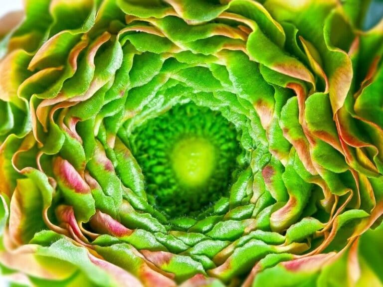 Top 21 Green Flowers That Look Absolutely Amazing | Florgeous