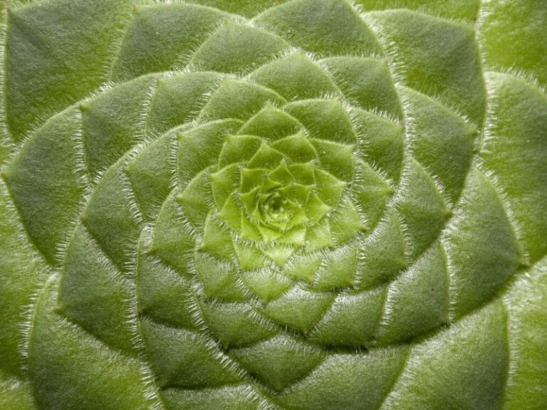 Top 21 Green Flowers That Look Absolutely Amazing | Florgeous