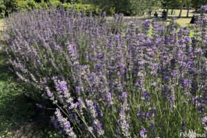 Lavender Flower Meaning And Symbolism: Let it Fascinate You! | Florgeous