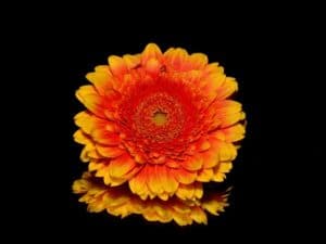 31 Amazing Orange Flowers with Names and Pictures You Should See ...