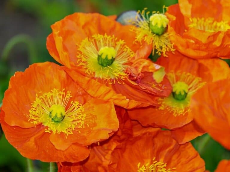31 Amazing Orange Flowers with Names and Pictures You Should See ...