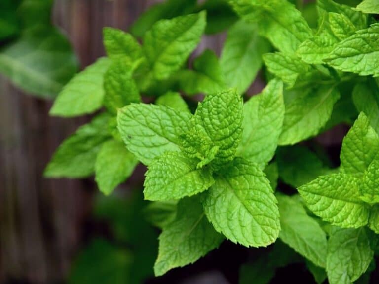 Top 21 Ornamental Plants To Grow in Your Garden | Florgeous