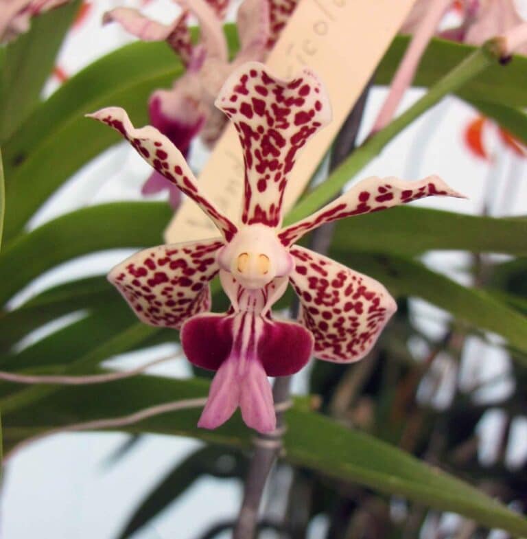 Vanda Orchids: Types, How to Grow and Care | Florgeous
