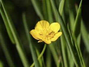 Buttercup Flower Meaning and Symbolism by Color | Florgeous