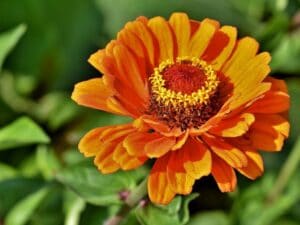 Zinnia Flower Meaning and Symbolism of Different Colors Zinnia Flower ...