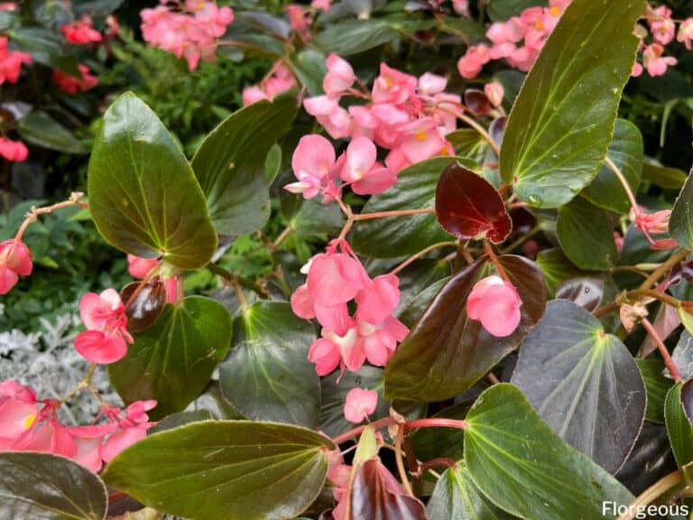 How to Grow and Care for Begonia Plants | Florgeous