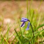 Amazing Meaning and Symbolism of Azalea Flower and Color | Florgeous