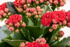Calandiva Plant: How To Grow and Care | Florgeous
