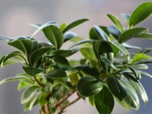 Indoor Fig (Ficus) Plant: Varieties, How to Grow and Care | Florgeous