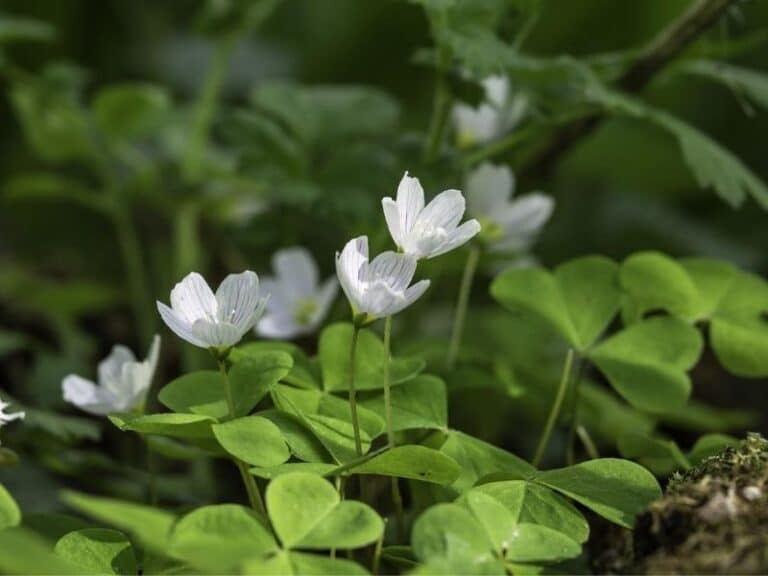 False Shamrock (Oxalis): Types, How to Grow and Care | Florgeous