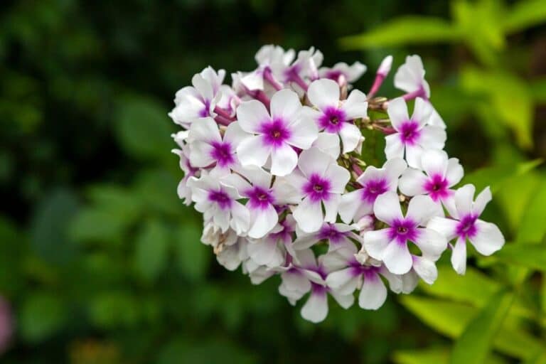 Phlox Flower Meaning: Symbolism of This Gorgeous Bloom | Florgeous
