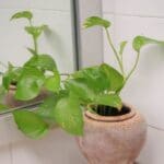 21 Best Flowering Ornamental Plants With Names and Pictures | Florgeous