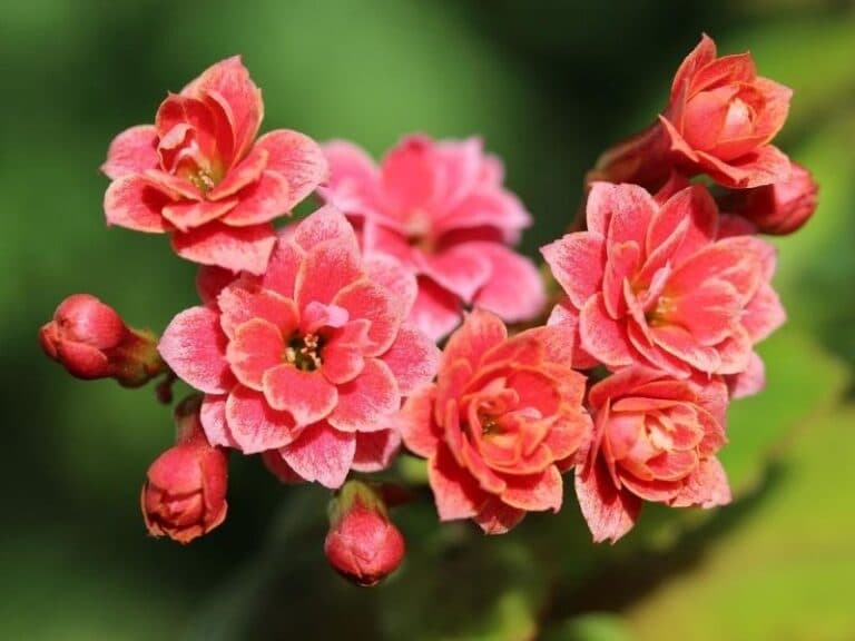 Calandiva Plant: How To Grow and Care | Florgeous