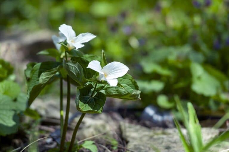 Trillium Flower Meaning and Symbolism (Birthroots) | Florgeous