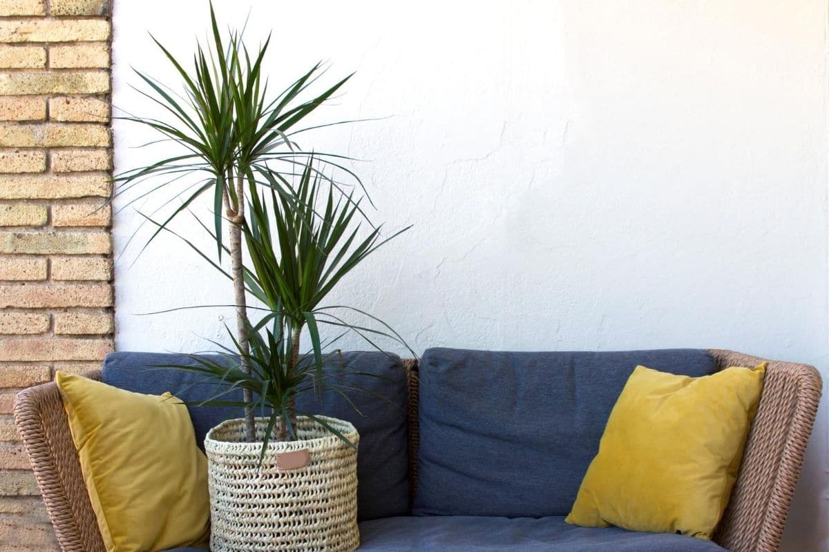 How to Grow and Care for Dracaena Plants | Florgeous