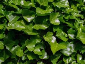 10 Best Types of Climbing Vines with Flowers to Easily Grow Fast ...