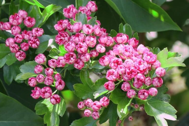 Amazing Meaning and Symbolism of Hawthorn Tree and Flower | Florgeous