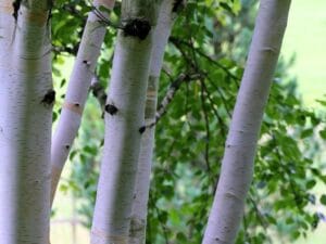 16 Best White Bark Trees You'll Want to Have for Landscaping | Florgeous