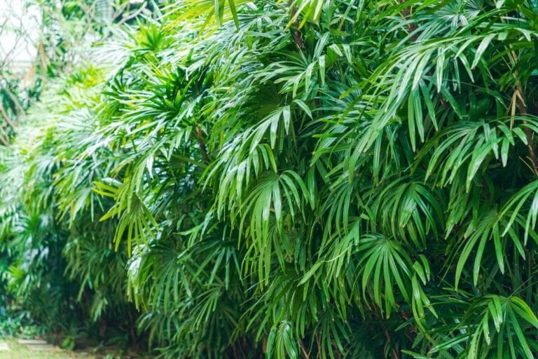 Lady Palm (Rhapis Excelsa): Types, How to Grow and Care | Florgeous