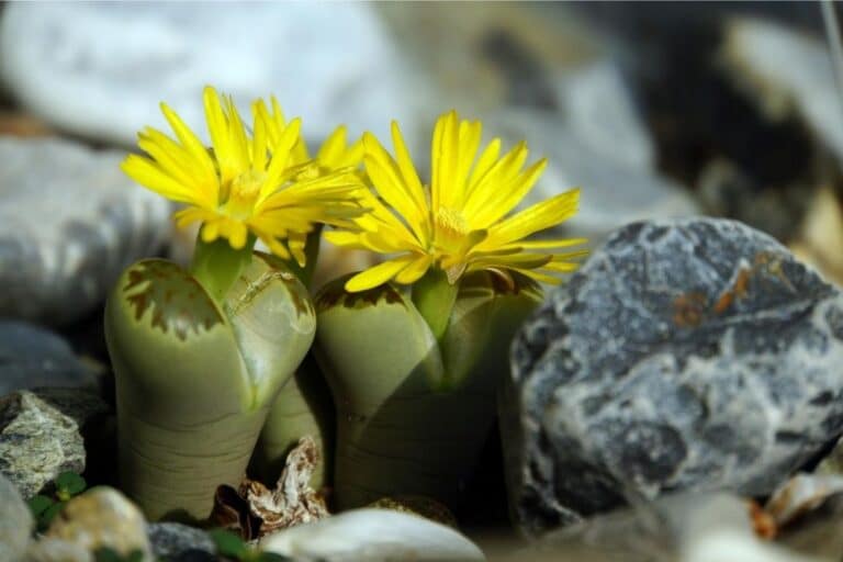 Living Stone Plants (Lithops): Types, How to Grow and Care | Florgeous