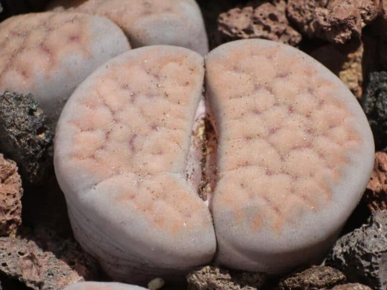 Living Stone Plants (Lithops): Types, How to Grow and Care | Florgeous