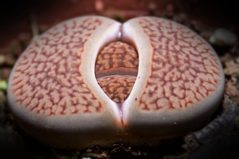 Living Stone Plants (Lithops): Types, How to Grow and Care | Florgeous