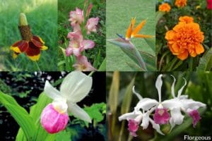 Top 18 Common Mexican Flowers You Can Grow Today | Florgeous