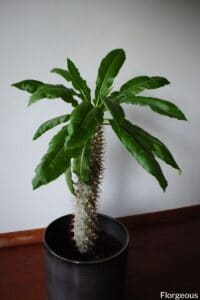 Growing and Caring for the Madagascar Palm (Pachypodium lamerei ...