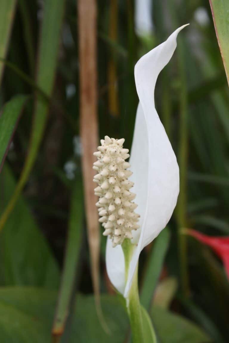 Peace Lily (Spathiphyllum): Types and How to Grow and Care | Florgeous