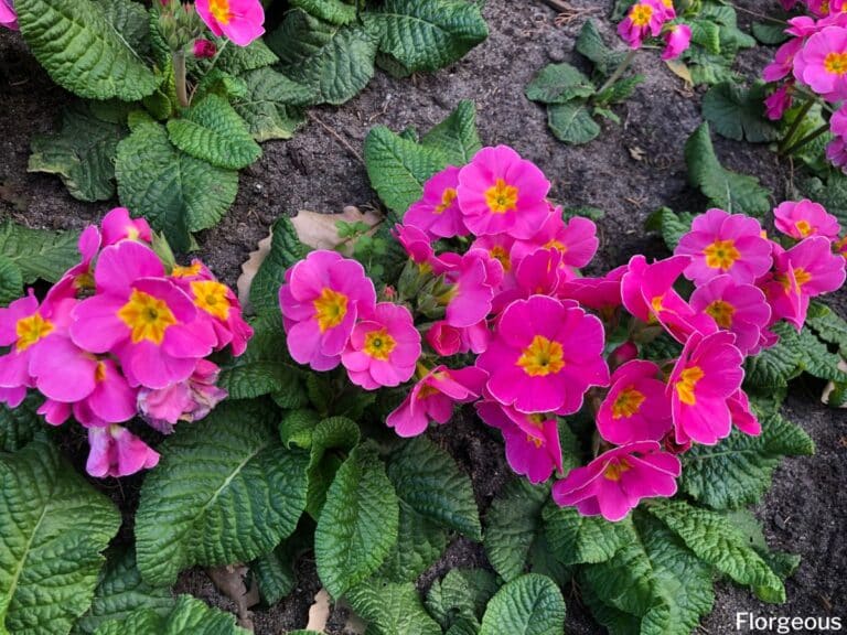 Primrose Flower Meaning And Symbolism Guide | Florgeous