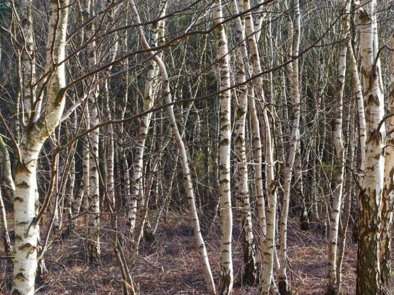 16 Best White Bark Trees You'll Want to Have for Landscaping | Florgeous