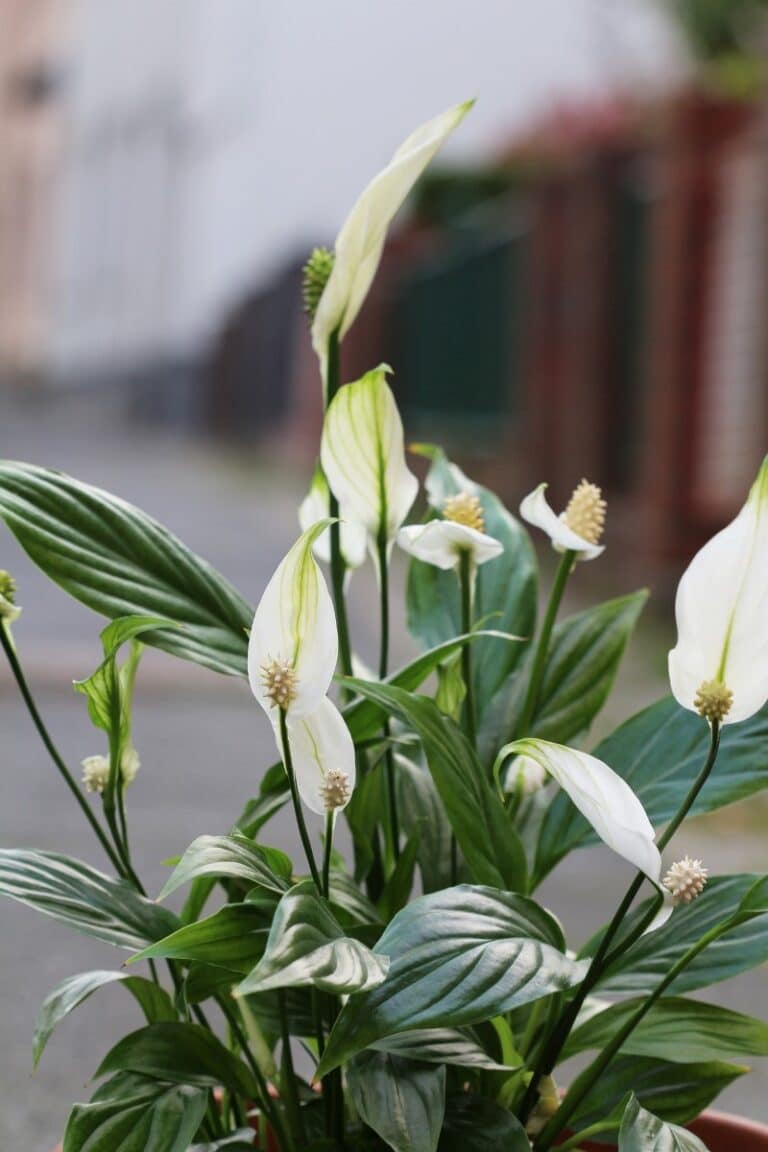 Peace Lily (Spathiphyllum): Types and How to Grow and Care | Florgeous