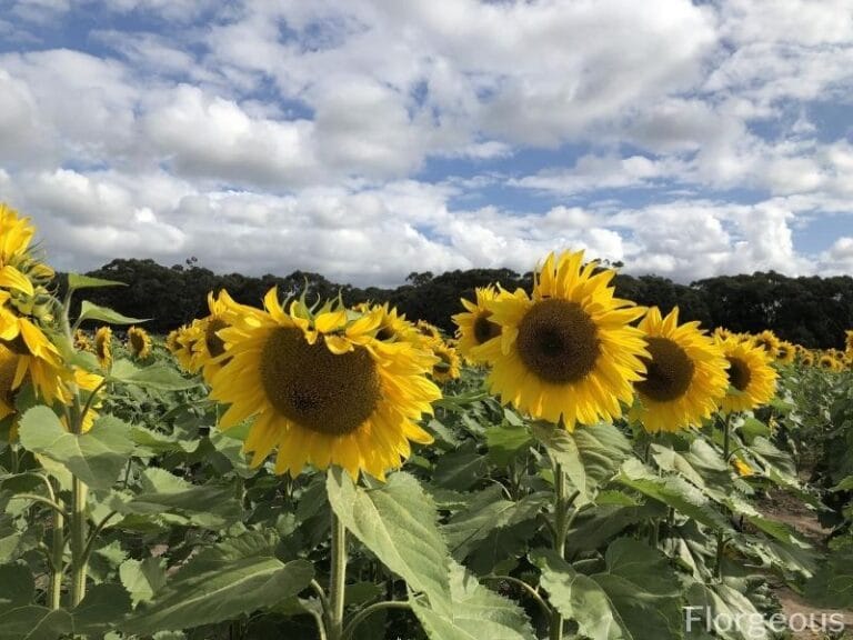 15 Flowers That Mean Hope You Can Give Someone | Florgeous