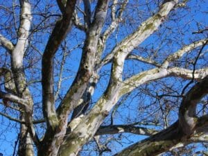 16 Best White Bark Trees You'll Want to Have for Landscaping | Florgeous