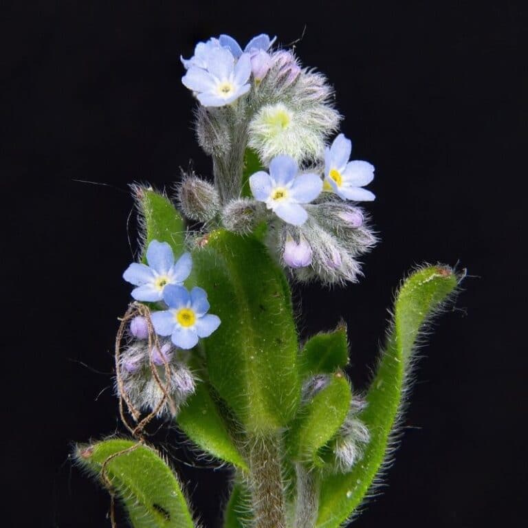 Forget-Me-Nots: Types, How To Grow and Care | Florgeous