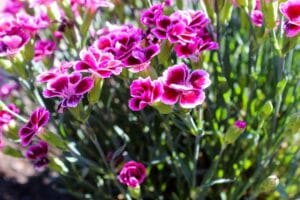 Carnation Flowers: Types and Plant Growing and Caring Tips | Florgeous