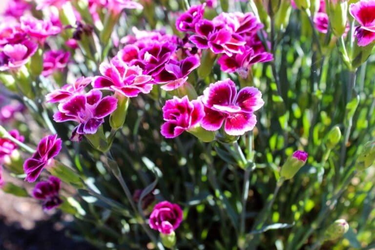 Carnation Flowers: Types and Plant Growing and Caring Tips | Florgeous