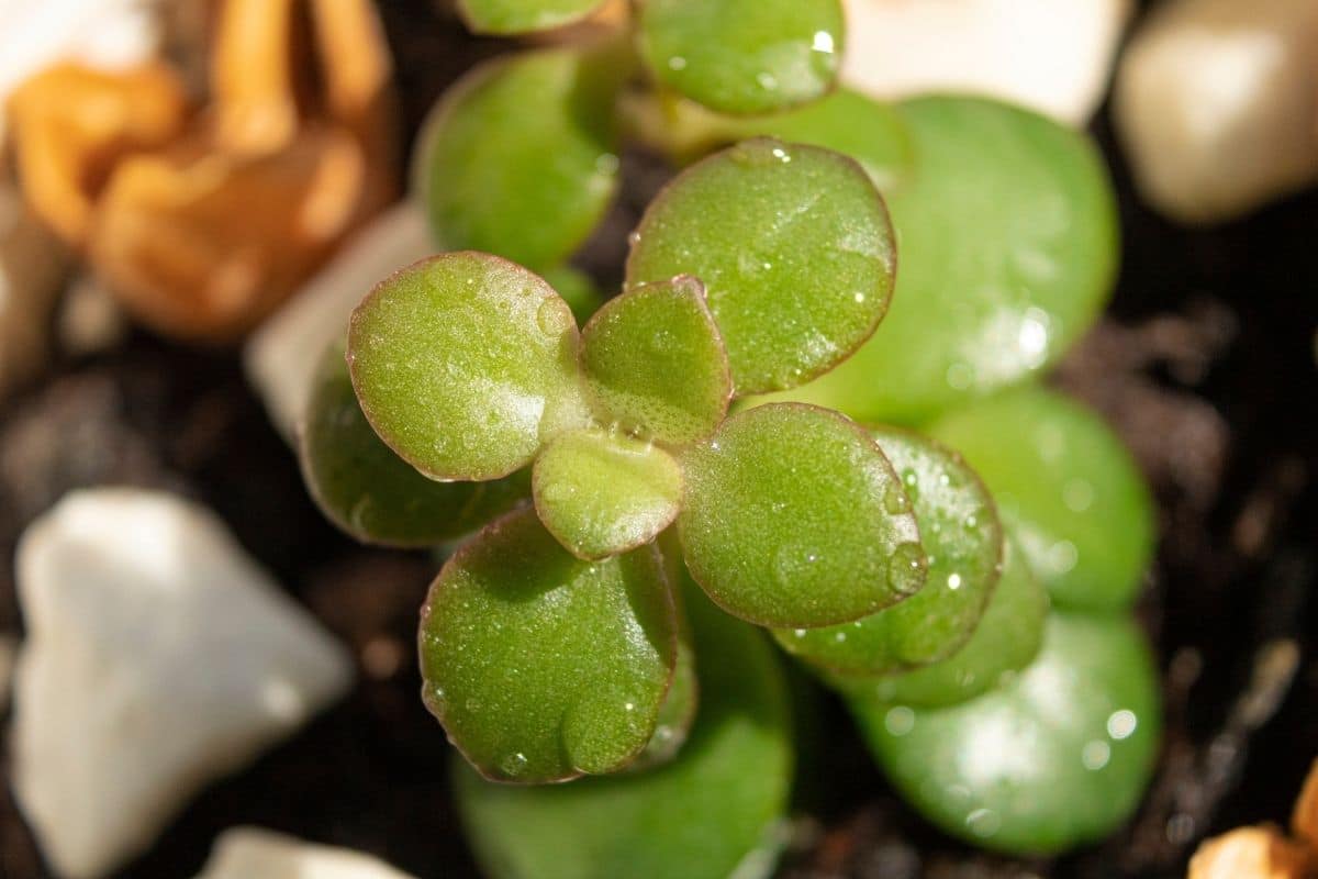 Crassula Plant: Different Types, How to Grow and Care | Florgeous