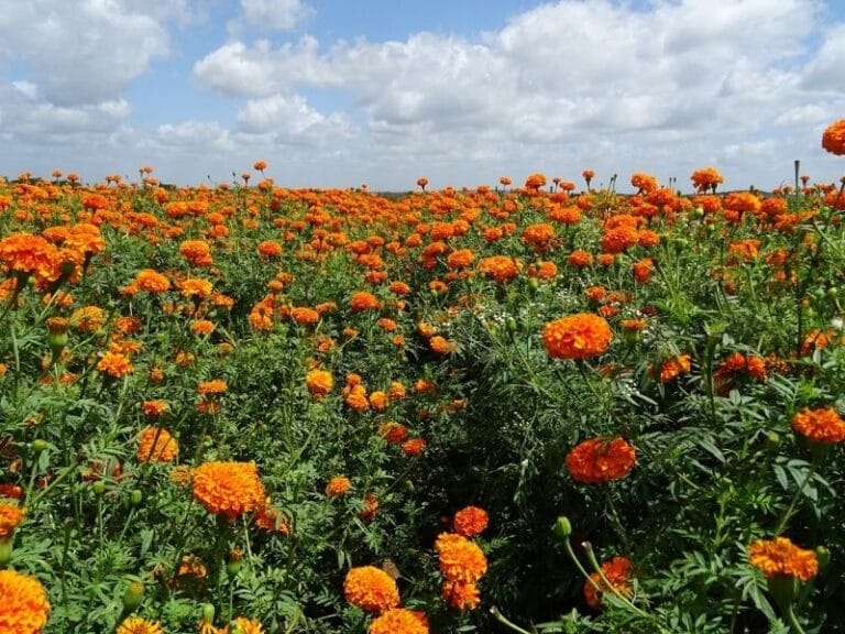 How To Grow and Care for Marigold Flowers (Tagetes) | Florgeous