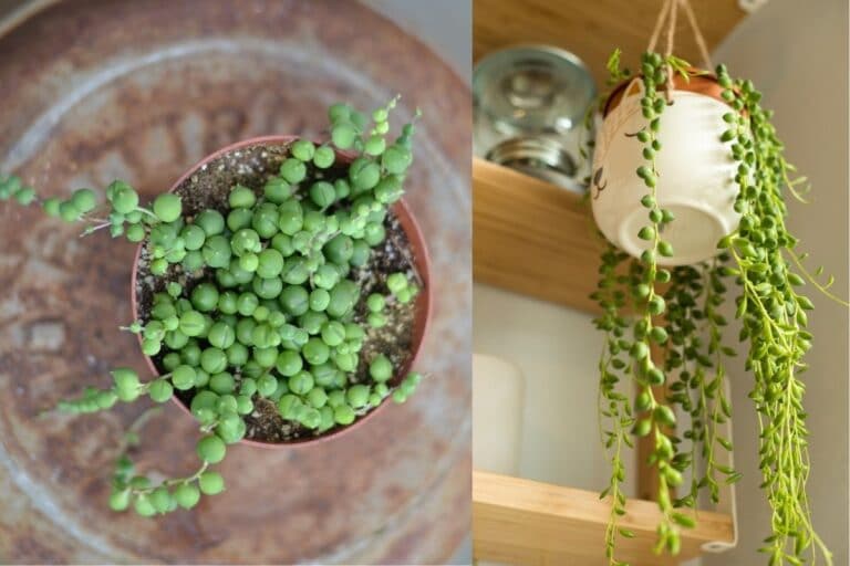 Top 32 Amazing Looking Cacti and Succulents That Hang or Trail | Florgeous