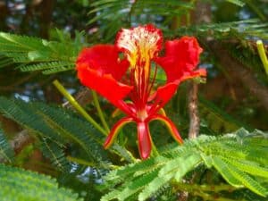 Flamboyant Tree and Flower Meaning and Symbolism | Florgeous