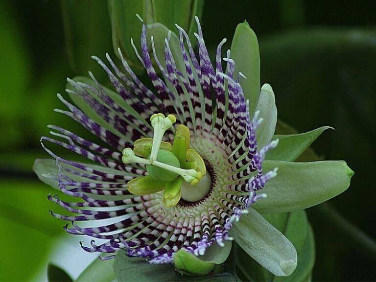 Passion Flowers: Types, How To Grow and Care | Florgeous